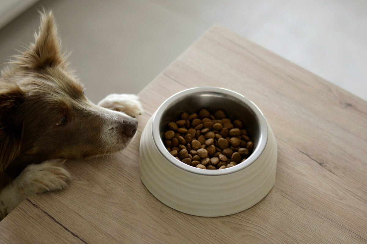 Fibre in Pet Nutrition: Why It’s More Important Than You Think ...