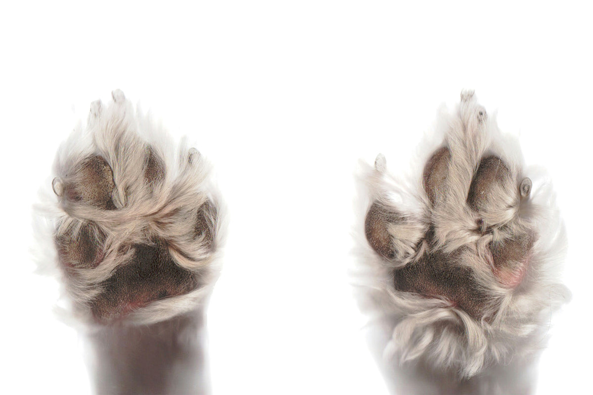 Cracked Dog Paws: Common Causes and How to Prevent Them – Engraving Studios