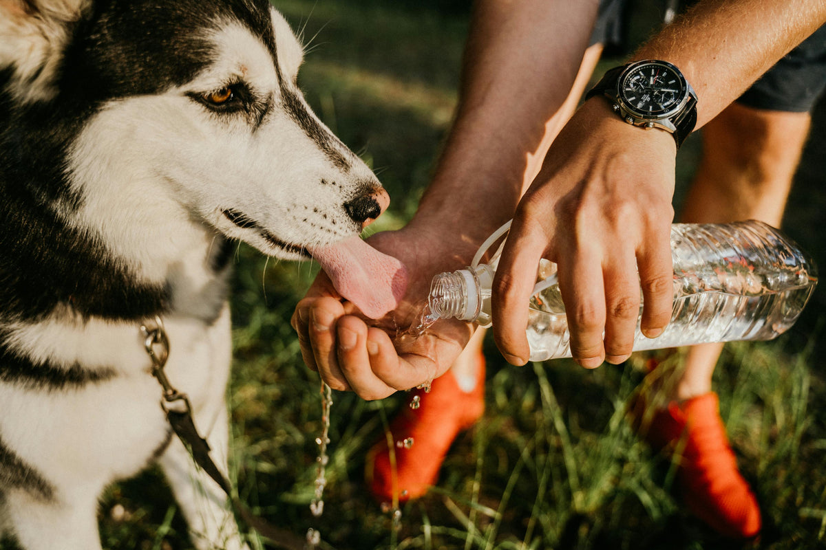 Hydration Hacks: Tips for Keeping Your Pets Hydrated Year-Round ...